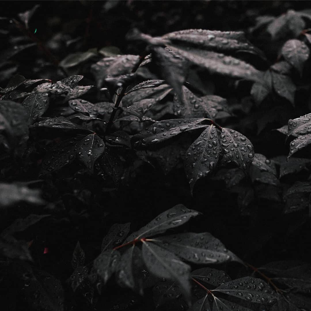 Grace Day - She Reads Truth -She Reads Truth