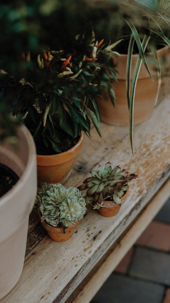 Weekly Truth - She Reads Truth -She Reads Truth