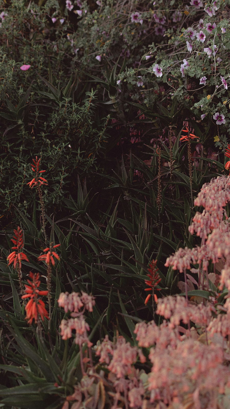 Weekly Truth - She Reads Truth -She Reads Truth