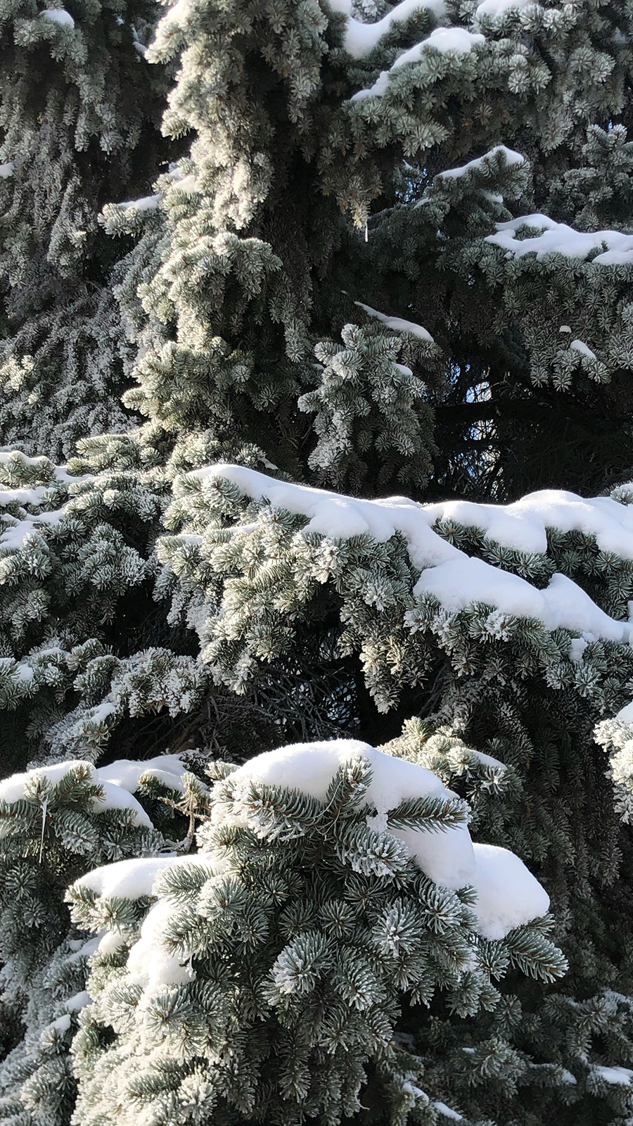 Grace Day - She Reads Truth -She Reads Truth